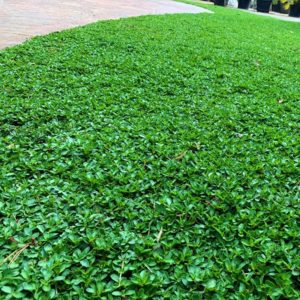 Order Kurapia - Drought Tolerant Groundcover