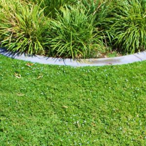 Order Kurapia - Drought Tolerant Groundcover