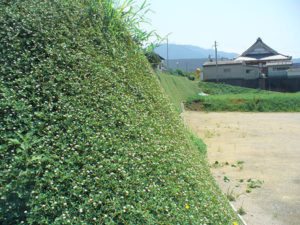 Why Kurapia is the Best Drought Tolerant Groundcover