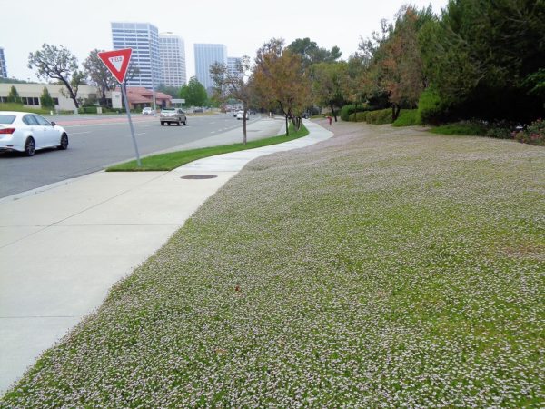 Kurapia.com - Inventor & Seller of Kurapia, Drought Tolerant Groundcover