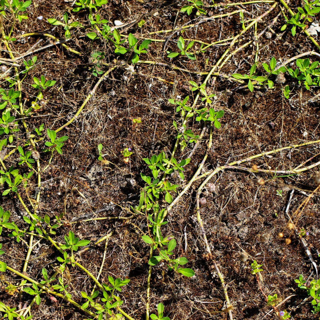 Kurapia New White and Pink is the best Kurapia - Kurapia.com