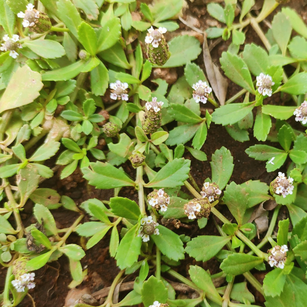 Kurapia New White and Pink is the best Kurapia - Kurapia.com