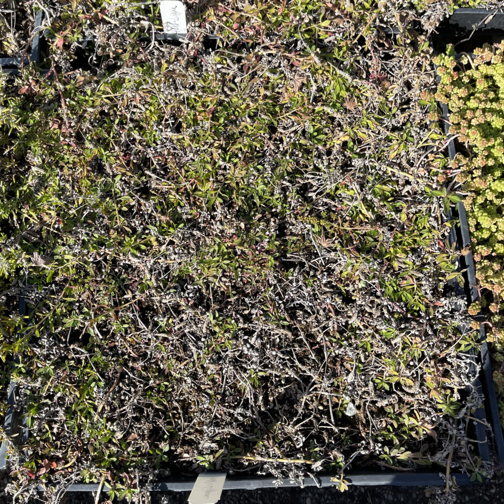 Kurapia New White and Pink is the best Kurapia - Kurapia.com