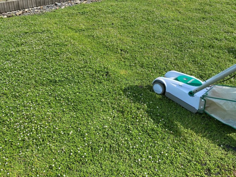 Reviews - Kurapia - Sole Producer - Drought Tolerant Groundcover