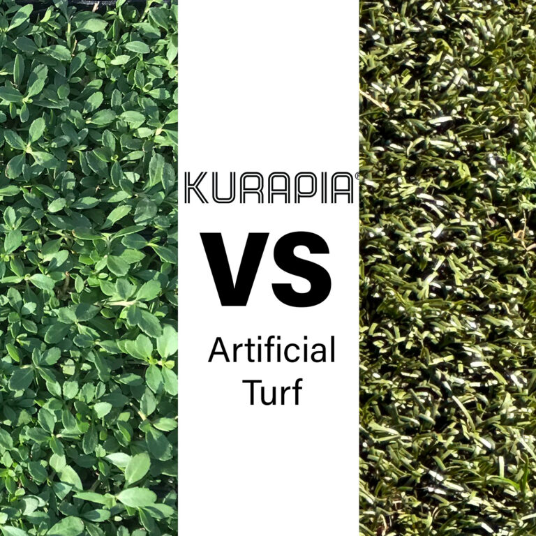 Kurapia vs Artificial Turf - Kurapia - Sole Producer - Drought Tolerant ...