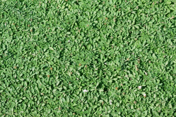 Kurapia vs St. Augustine Grass - Kurapia.com