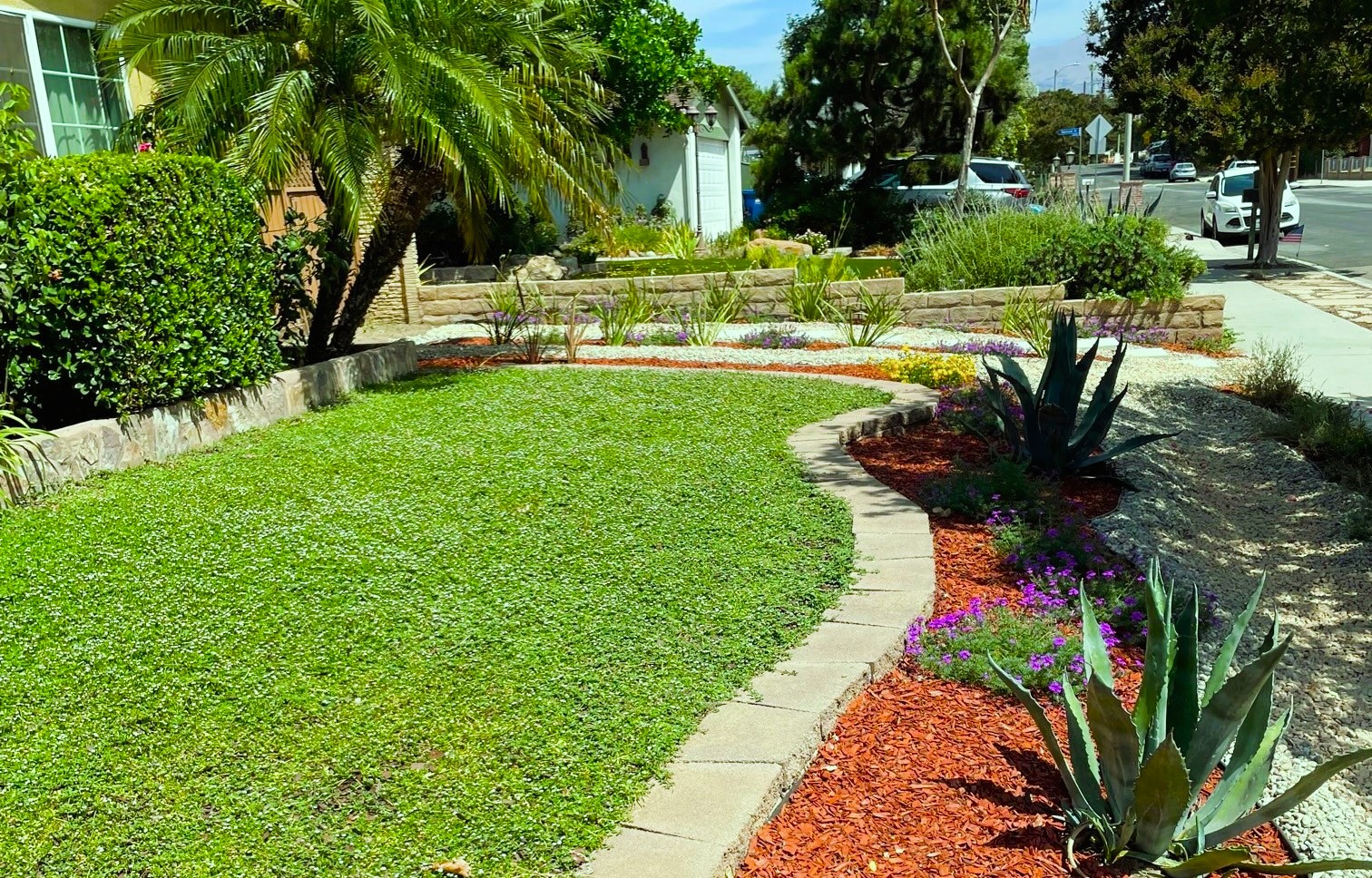 꽃이 오래가는 잔디 대체 식물 '쿠라피아'